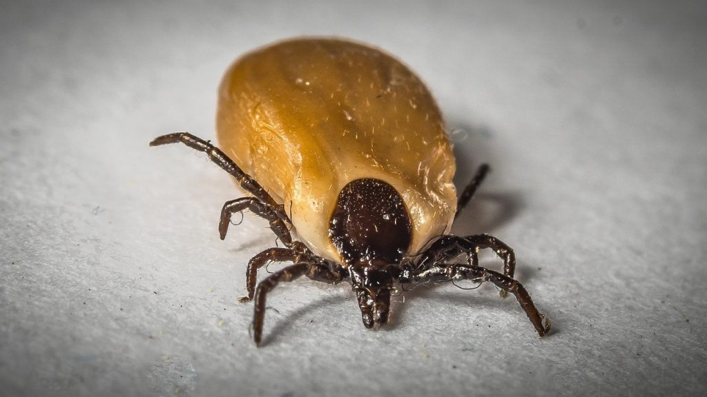 Dog Ticks: How to Keep Your Dog Safe - MyLifeMyDog