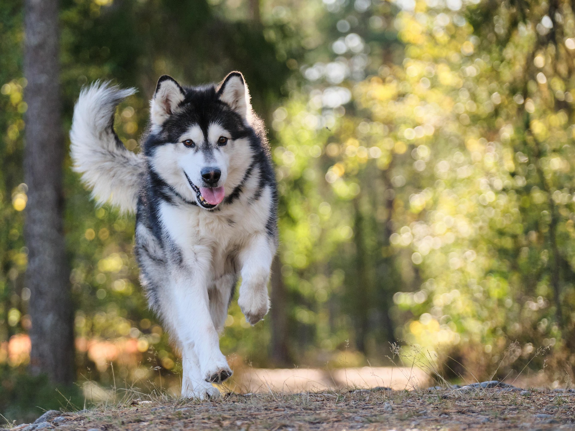 The 20 Best Guard Dogs That Will Never Back Down - MyLifeMyDog