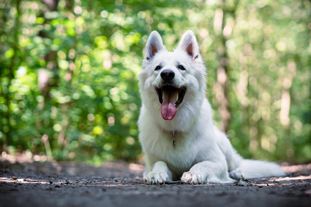 Why Swiss Shepherd Dogs Deserve Your love - MyLifeMyDog