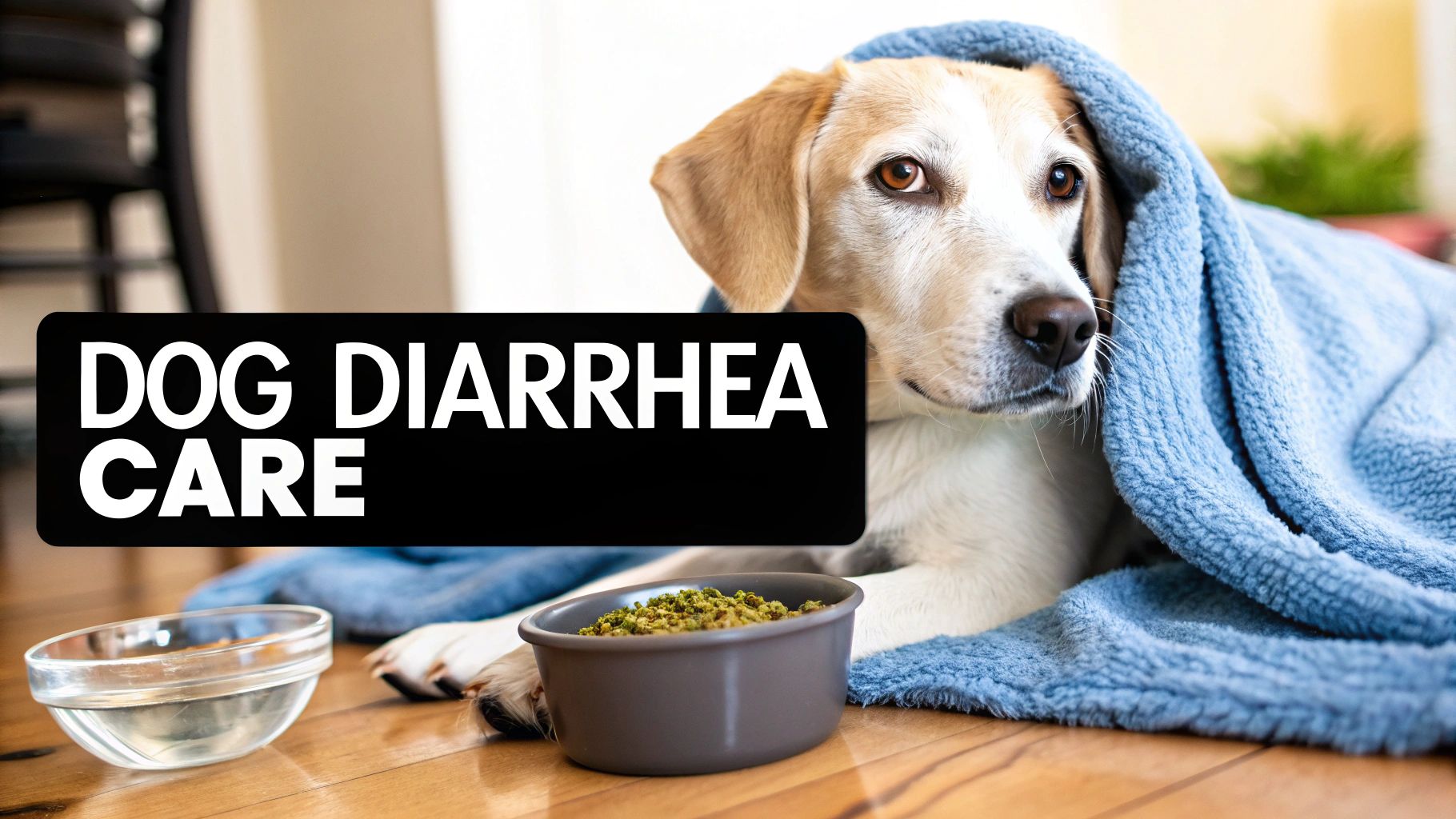 Dog Has Diarrhea What to Do and When to Worry - MyLifeMyDog