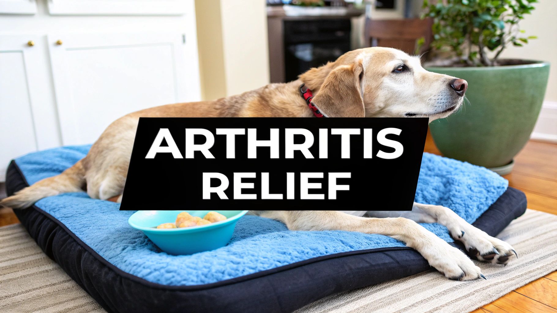 Proven dog Arthritis Relief Tips That Are Known To Work - MyLifeMyDog